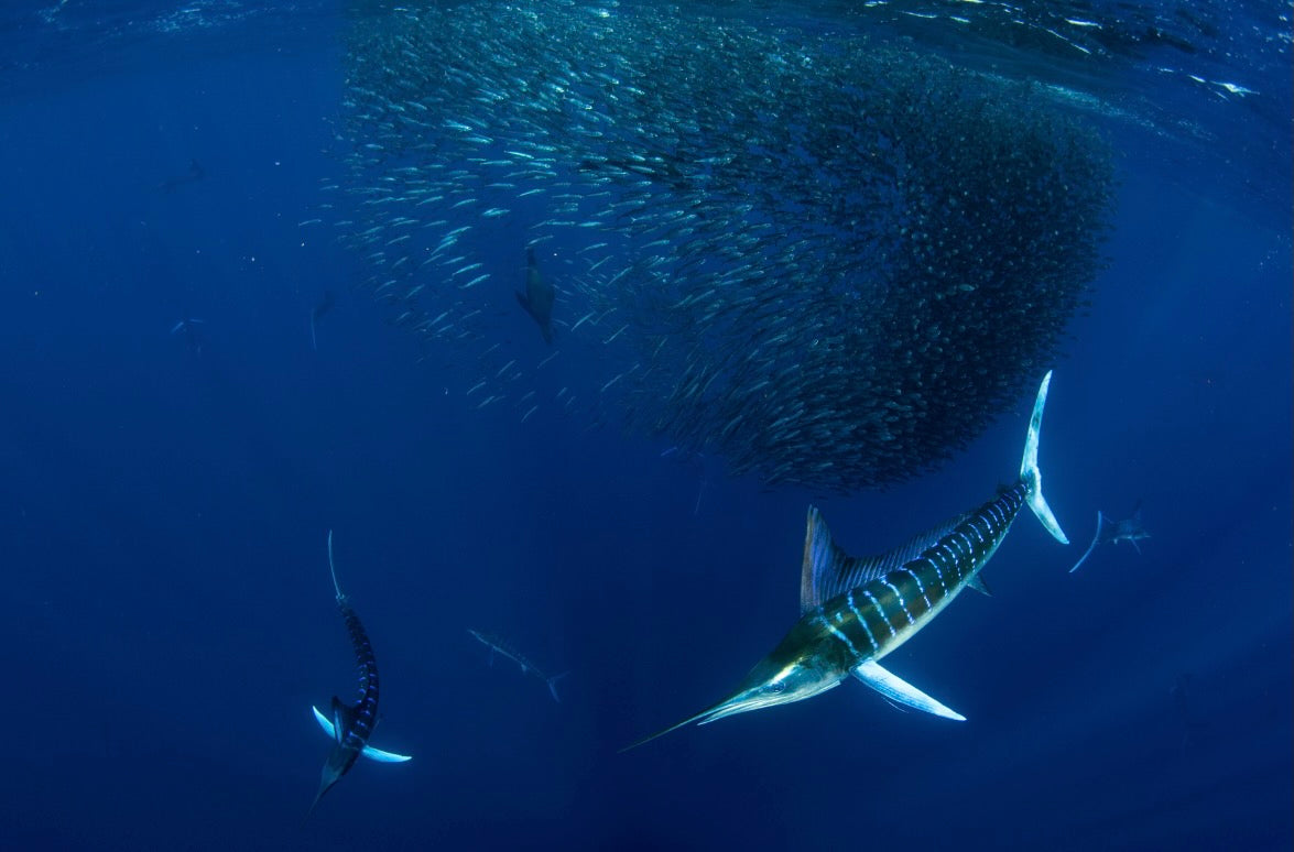 Hosted Trips – The Fish Ranch